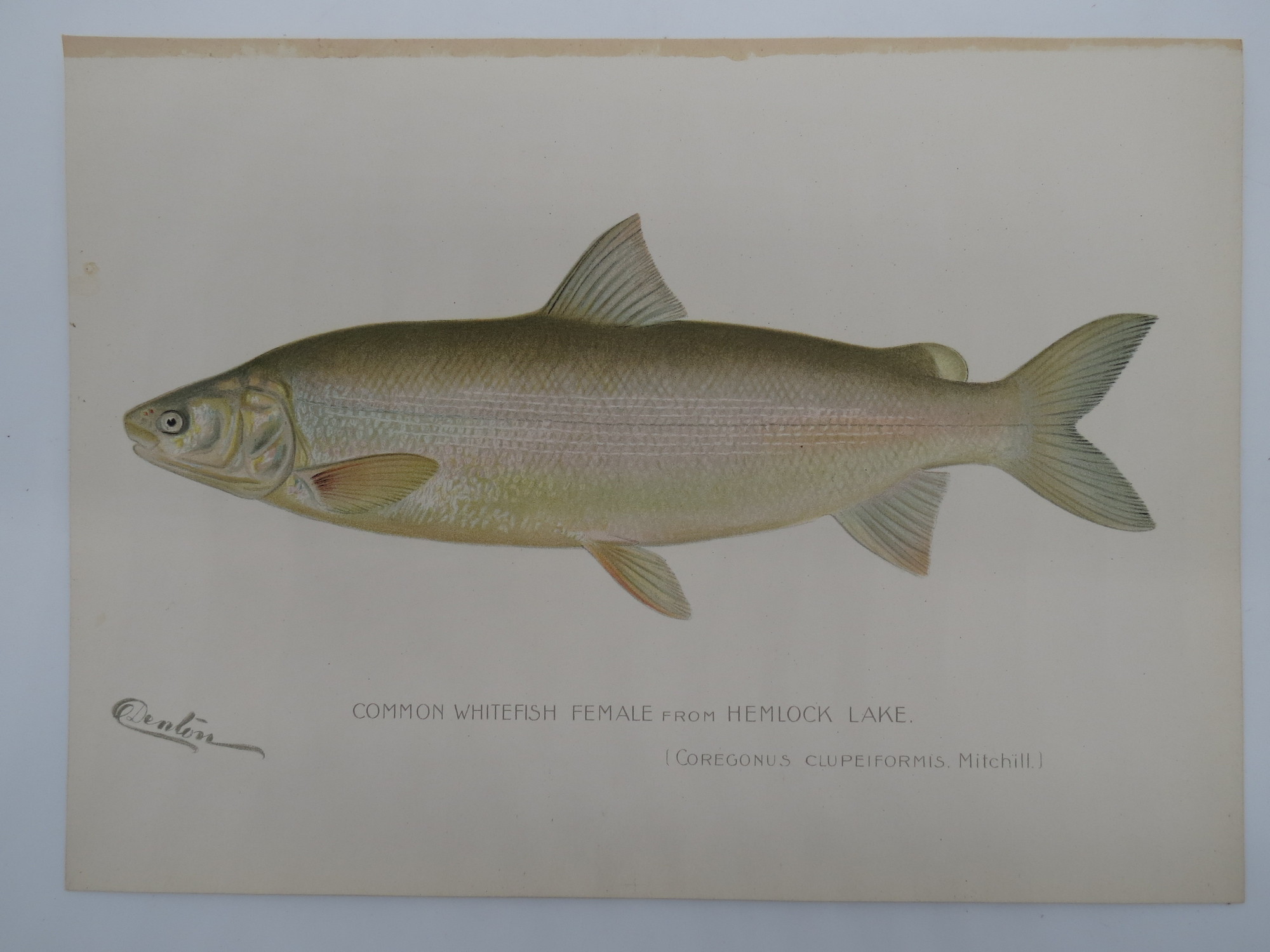FALL FISH OR SILVER CHUB COLOR CHROMOLITHOGRAPHIC FISH PLATE BY BARNET ...
