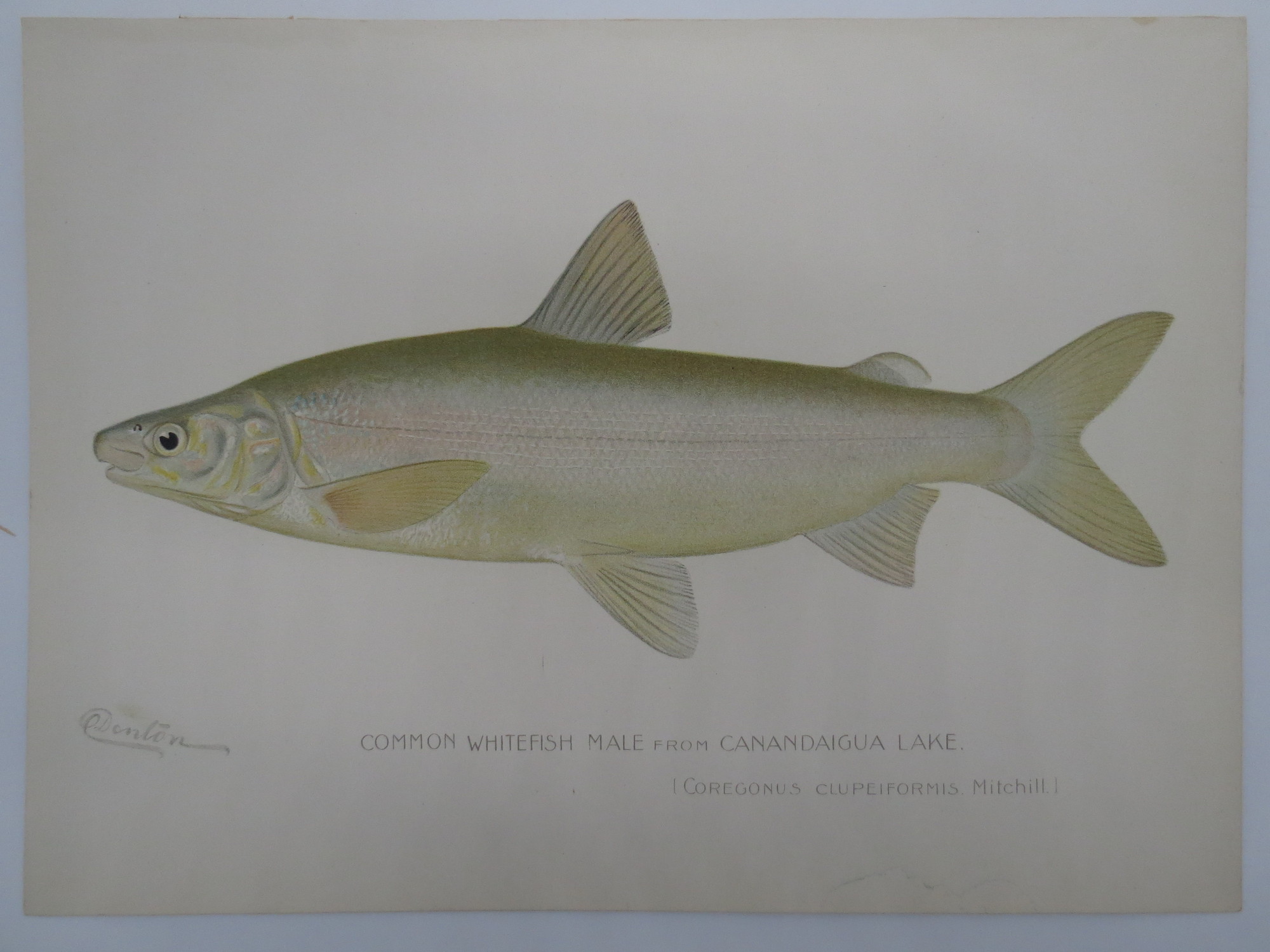 FALL FISH OR SILVER CHUB COLOR CHROMOLITHOGRAPHIC FISH PLATE BY BARNET ...