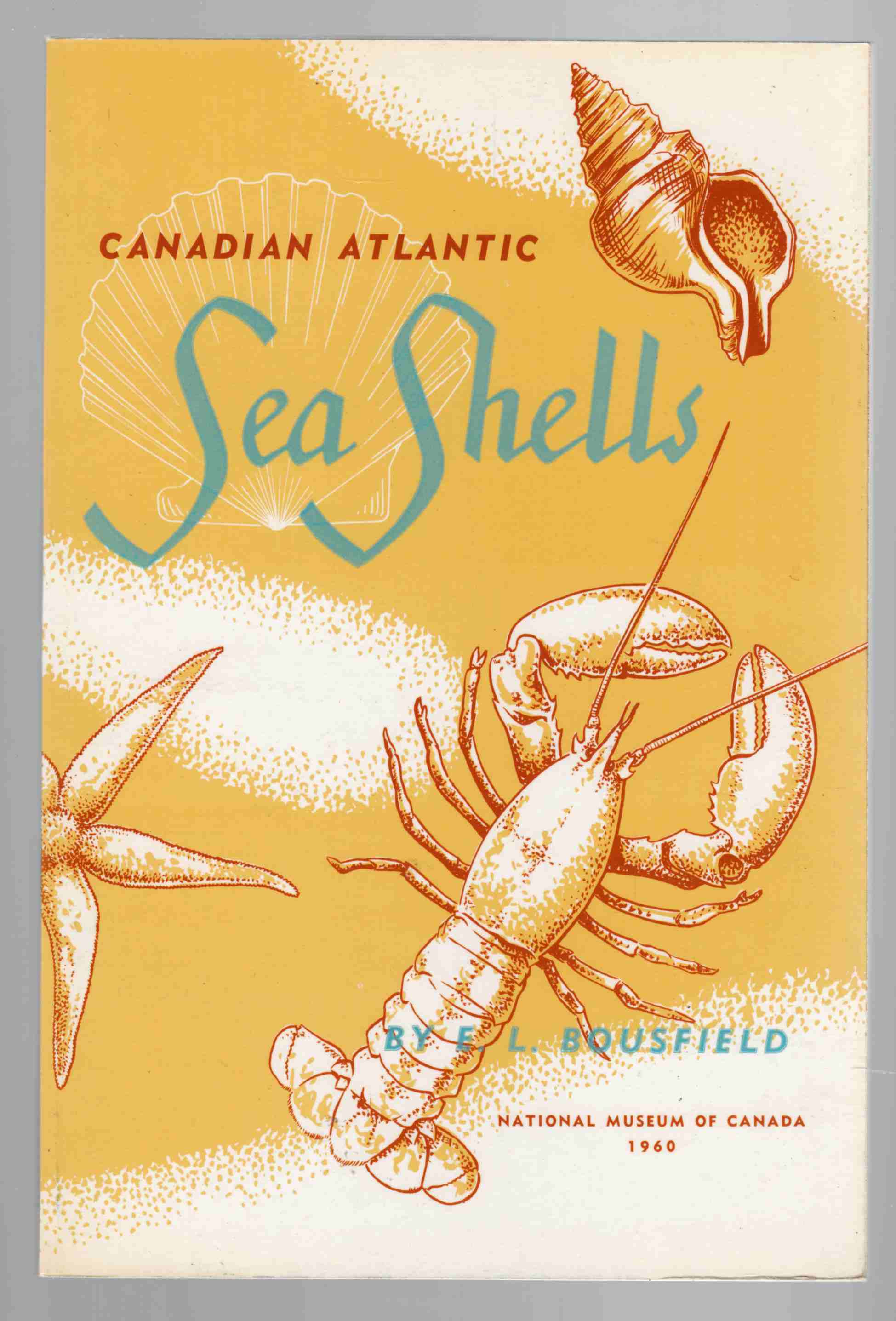 Atlantic Ocean Shells Collecting And Identifying Seashells Atlantic